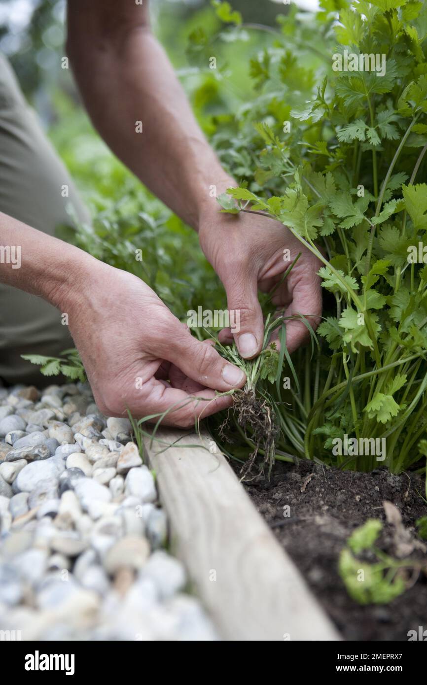 Coriander growing outside hi-res stock photography and images - Alamy