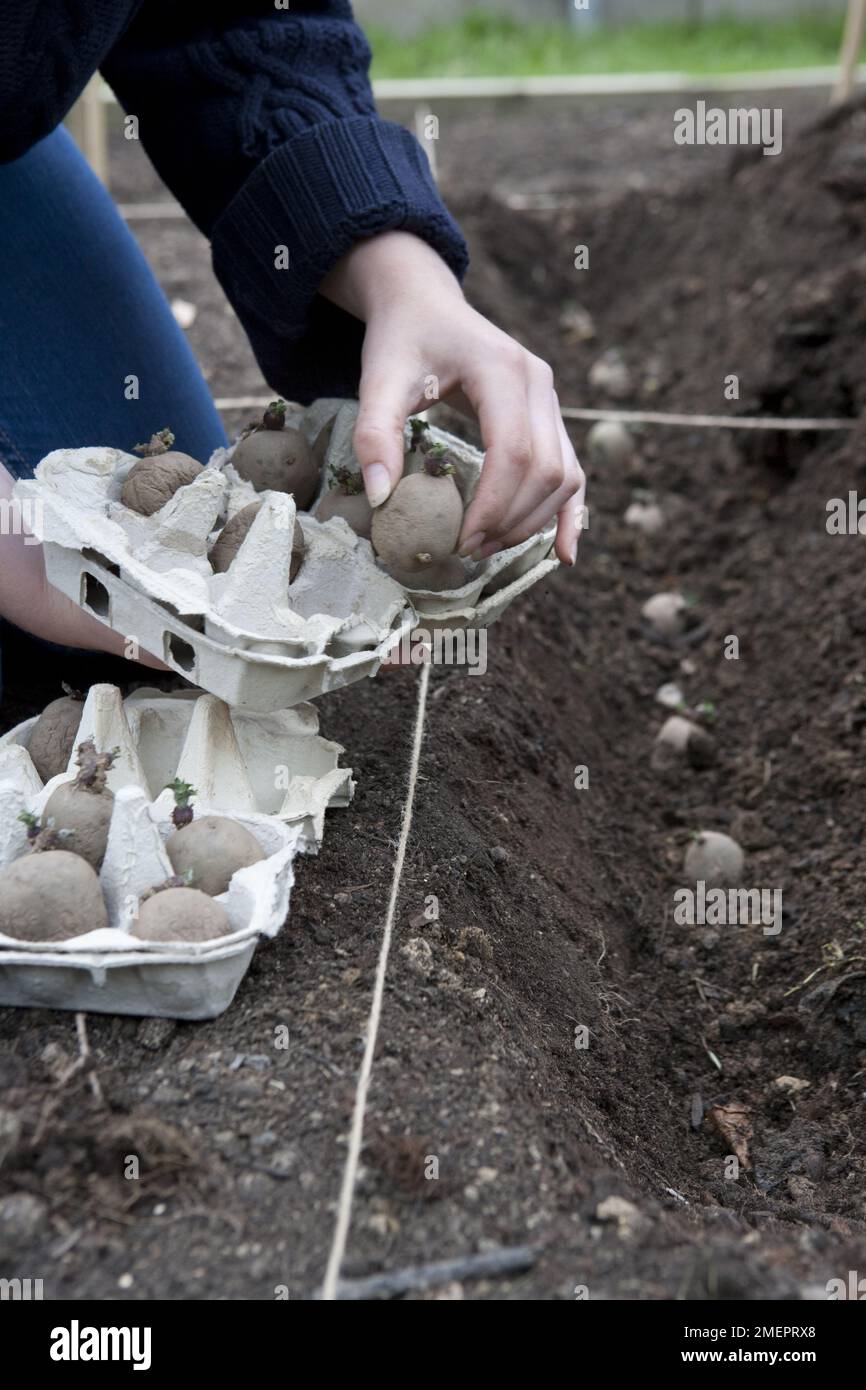 Planting seed potatoes in trench in vegetable garden Stock Photo - Alamy