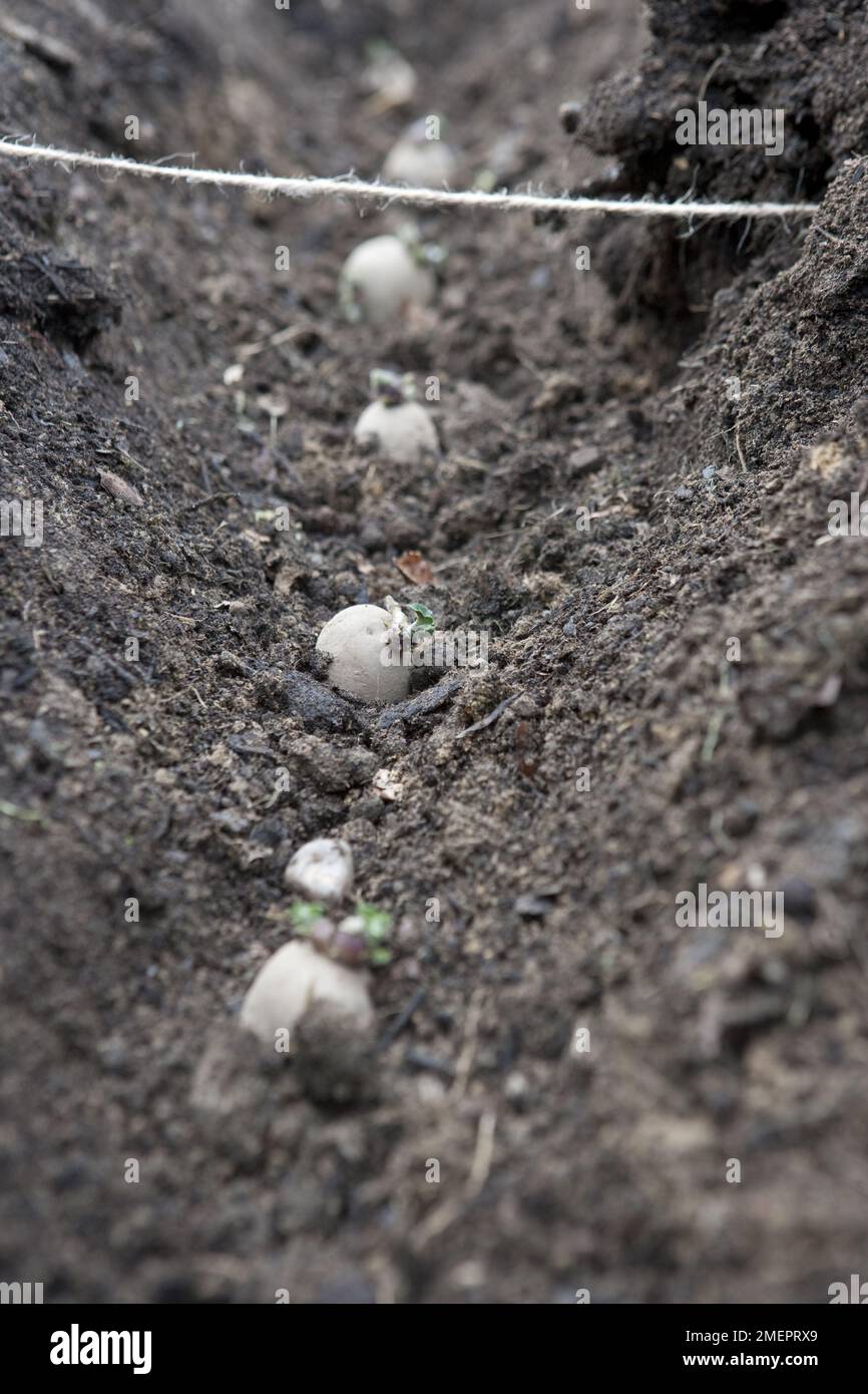 Potato seeds planted in trench in vegetable garden Stock Photo - Alamy