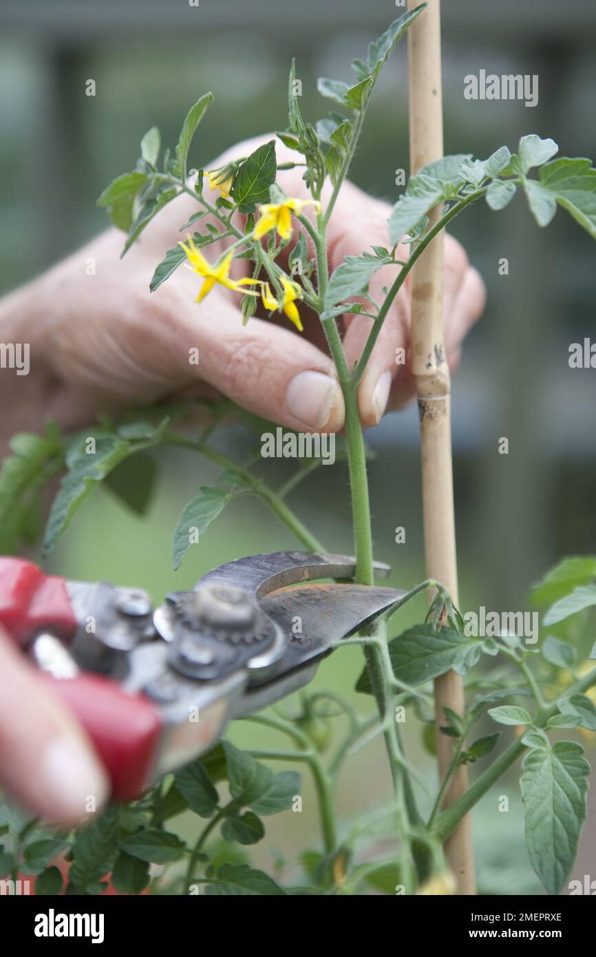 Tomato, Solanum lycopersicum, cutting out flowers Stock Photo - Alamy