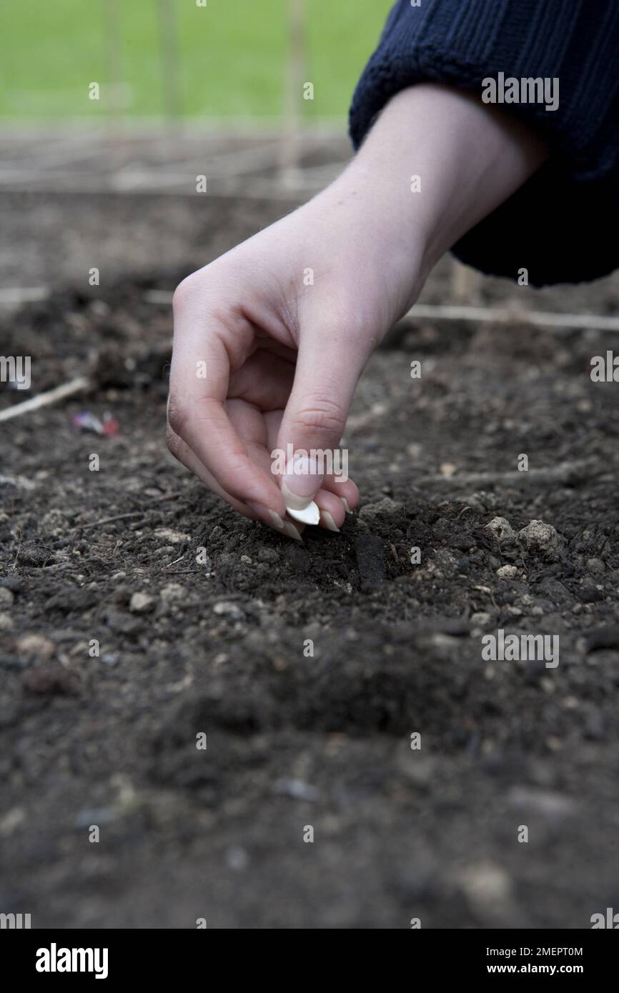 Sowing seeds in vegetable garden Stock Photo - Alamy