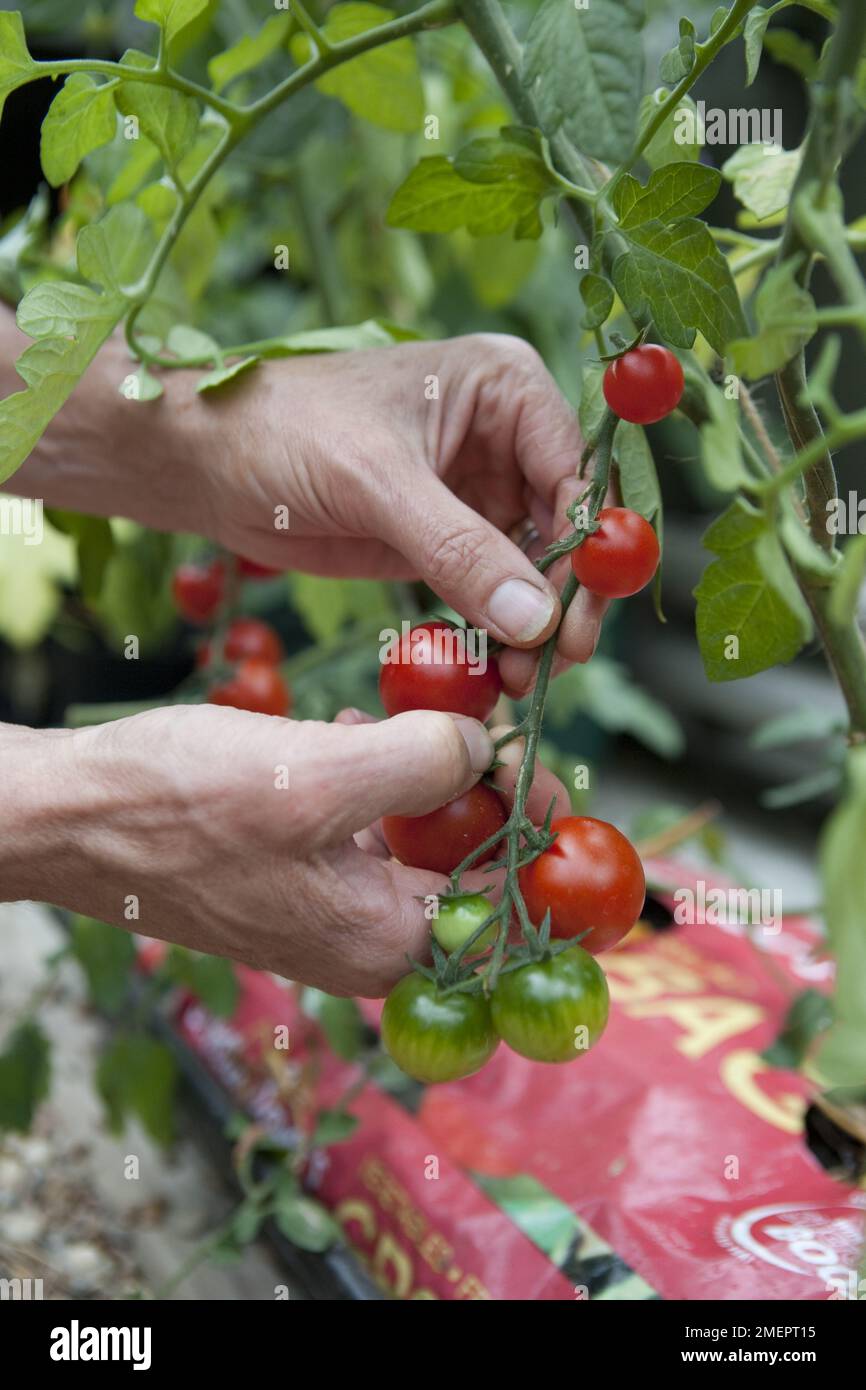 Cherry tomato, Solanum lycopersicum var. cerasiforme, harvesting ripe ...