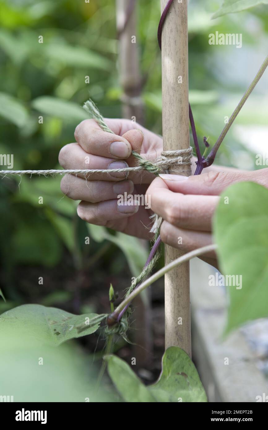 Runner bean, Phaseolus coccineus, tying plant to bamboo cane Stock ...