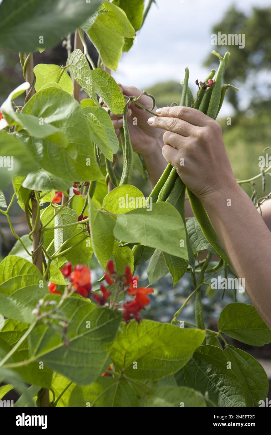 Runner bean, Phaseolus coccineus, harvesting beans from top of plant by ...