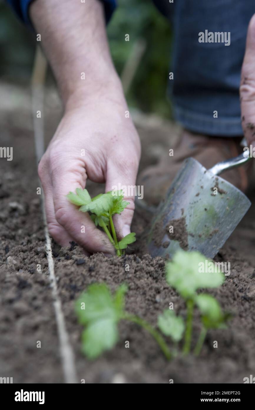 Replanting seedlings in to vegetable garden using a trowell Stock Photo ...