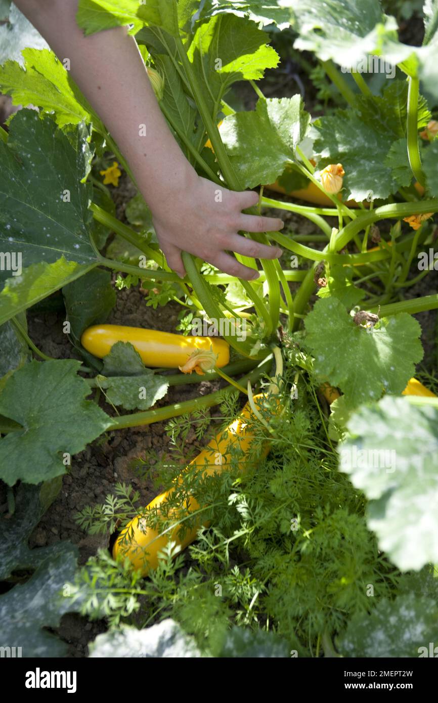 Yellow courgette, zucchini, growing in vegetable bed Stock Photo - Alamy