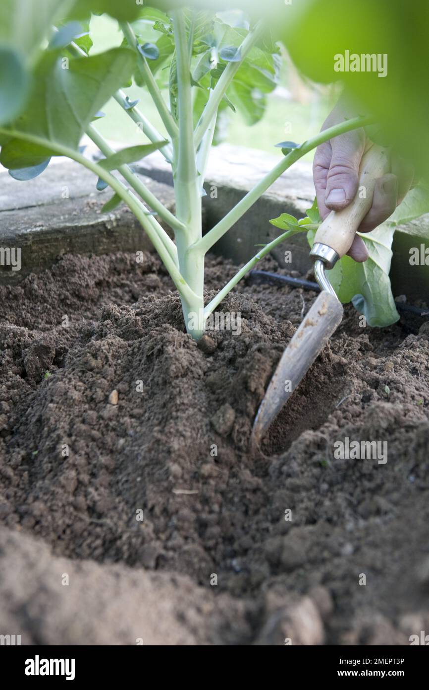 Brussel Sprout, Brassica oleracea, Gemmifera group, pushing soil up ...