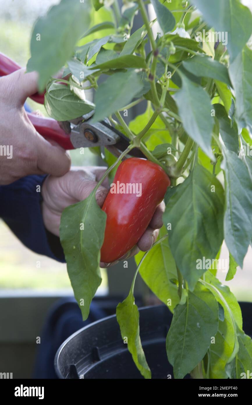 Chilli pepper, capsicum, harvesting ripe fruit from a tree Stock Photo ...