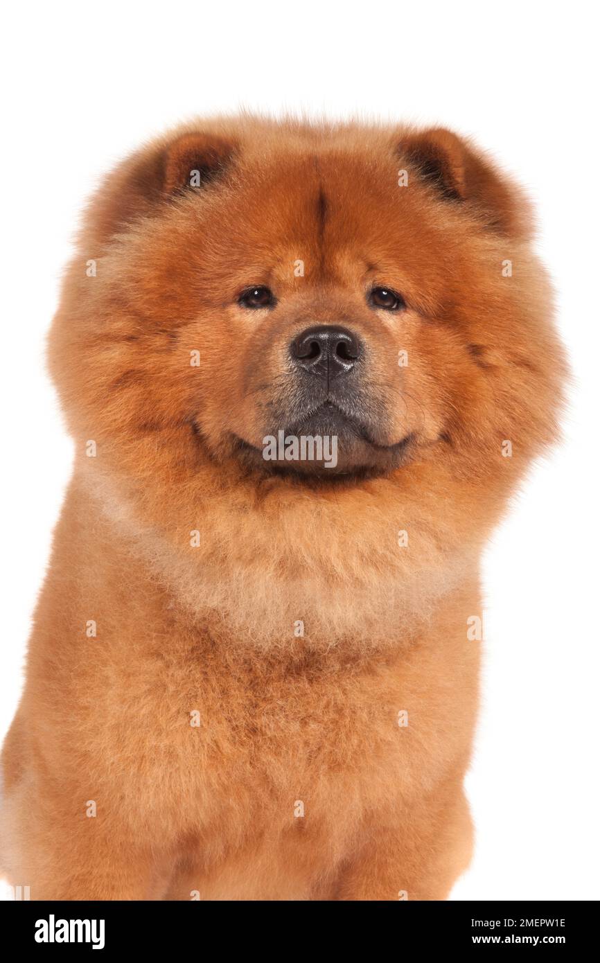 Chow face hi-res stock photography and images - Alamy