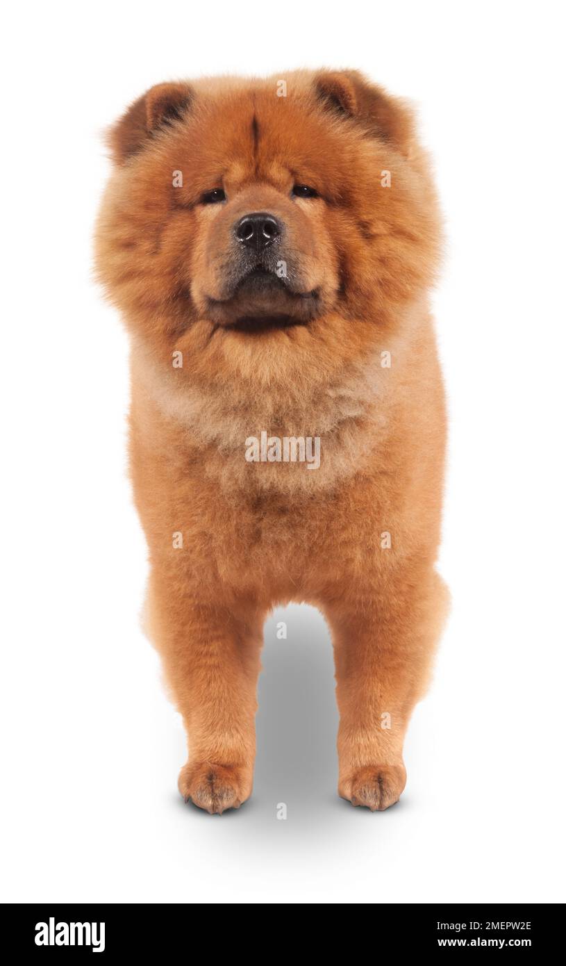 Portrait chow dog Cut Out Stock Images & Pictures - Alamy