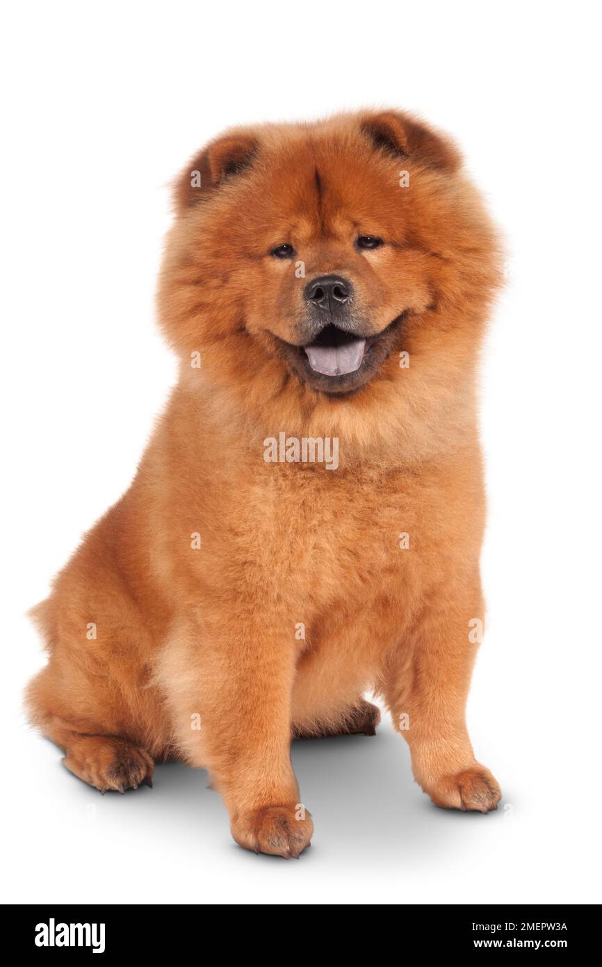 Sitting chow chow hi-res stock photography and images - Alamy