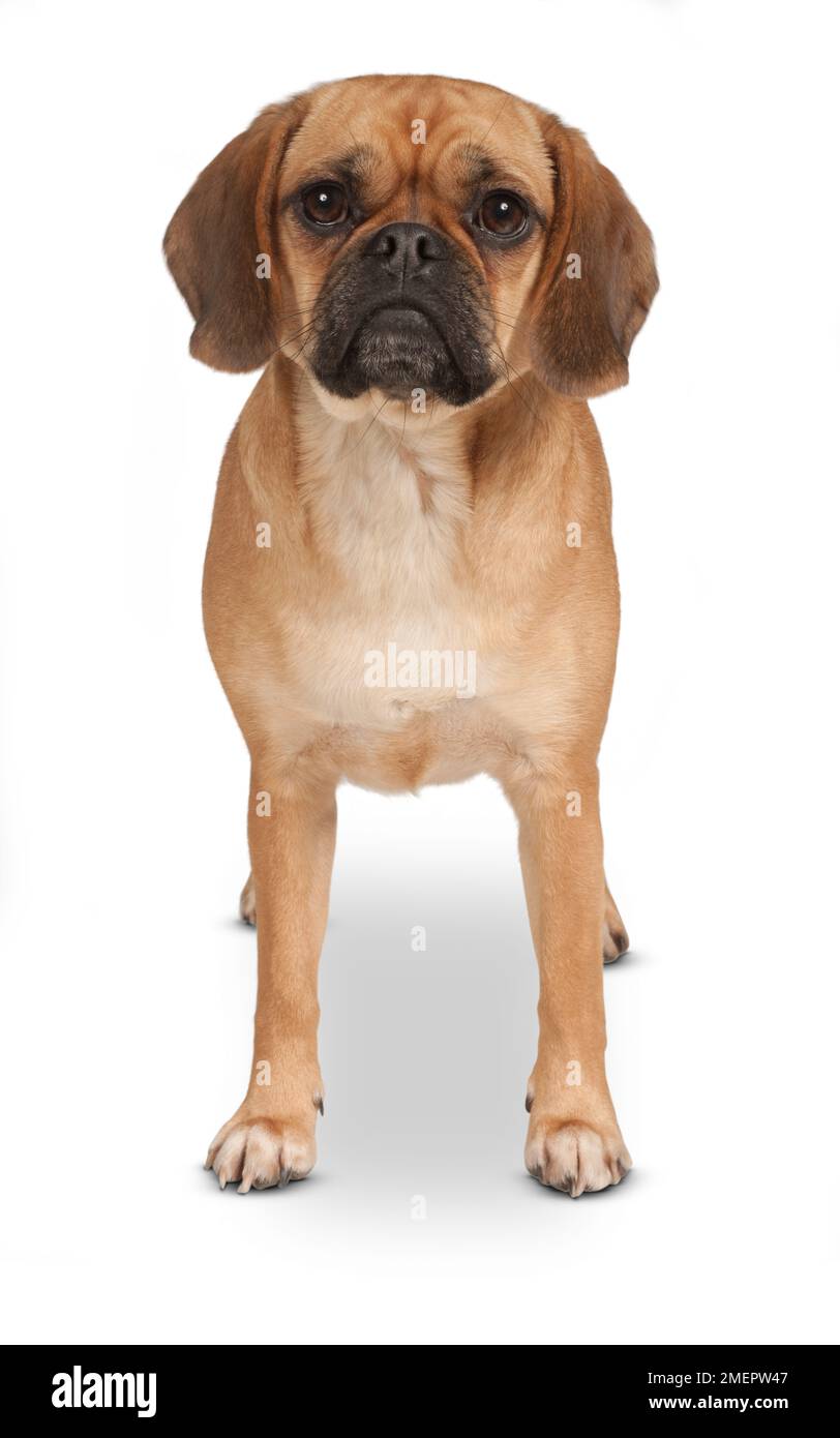 Beagle cross hi-res stock photography and images - Alamy