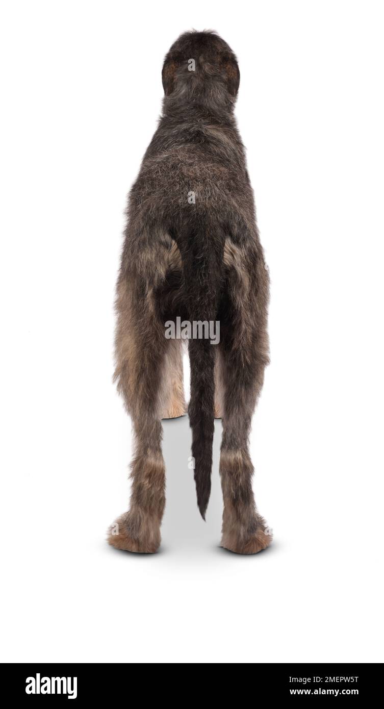 Irish wolfhound male hi-res stock photography and images - Alamy
