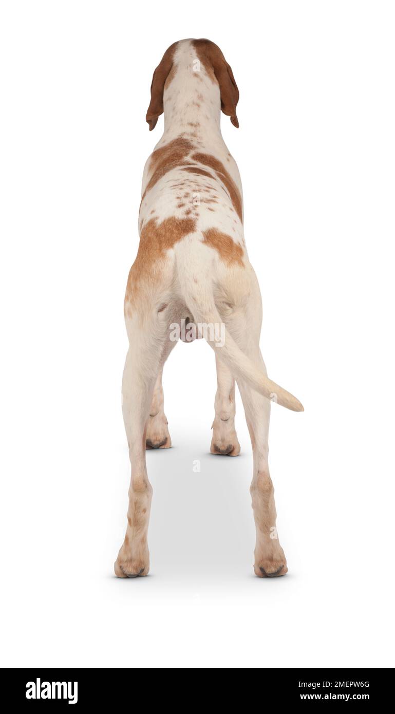 English pointer hi-res stock photography and images - Alamy