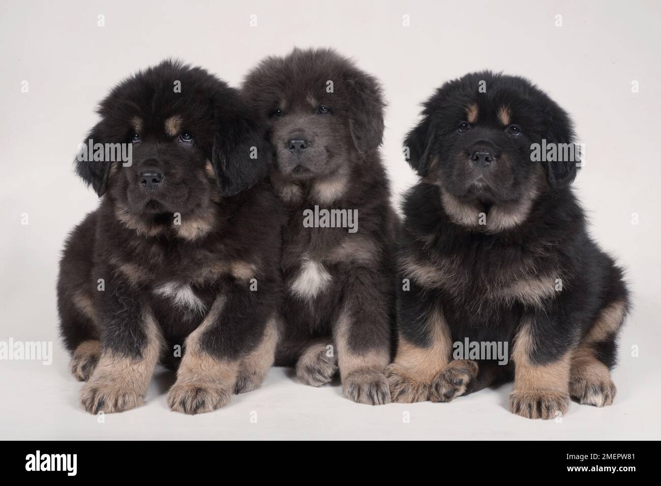 White Tibetan Mastiff Puppy