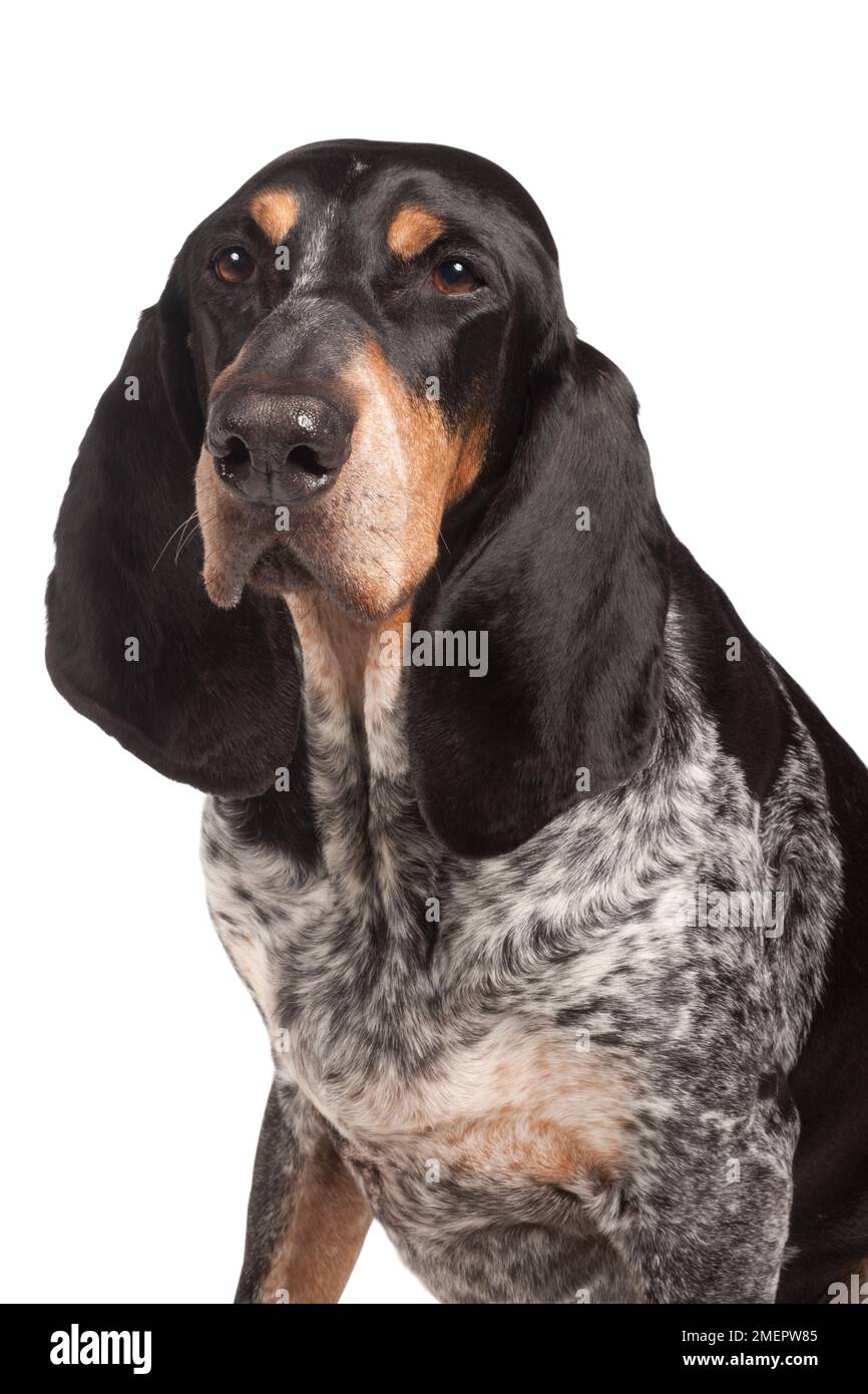 Gascogne dog hi-res stock photography and images - Alamy