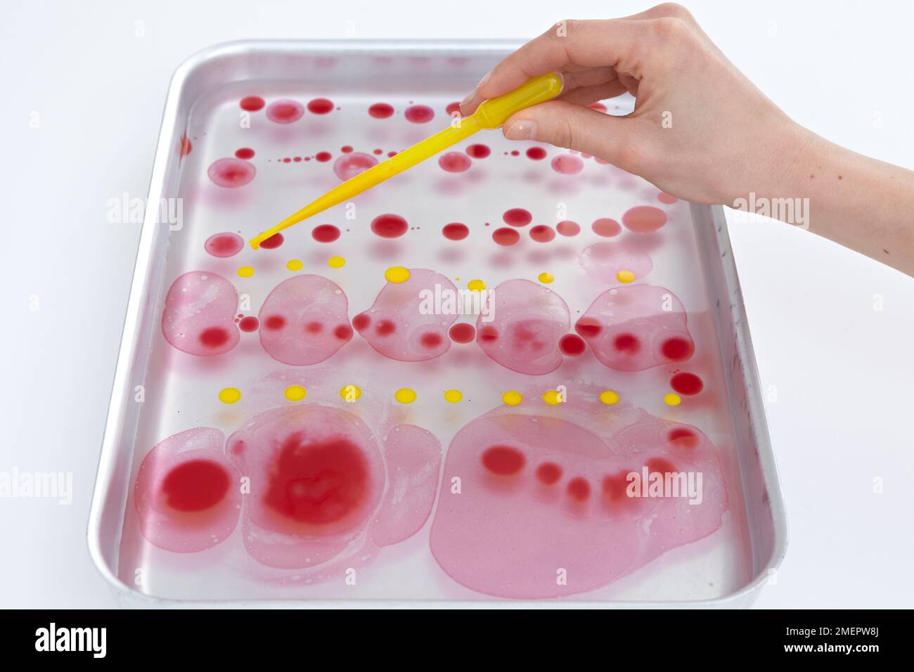 Using pipette to drip yellow and red acrylic into marbling size mixed ...