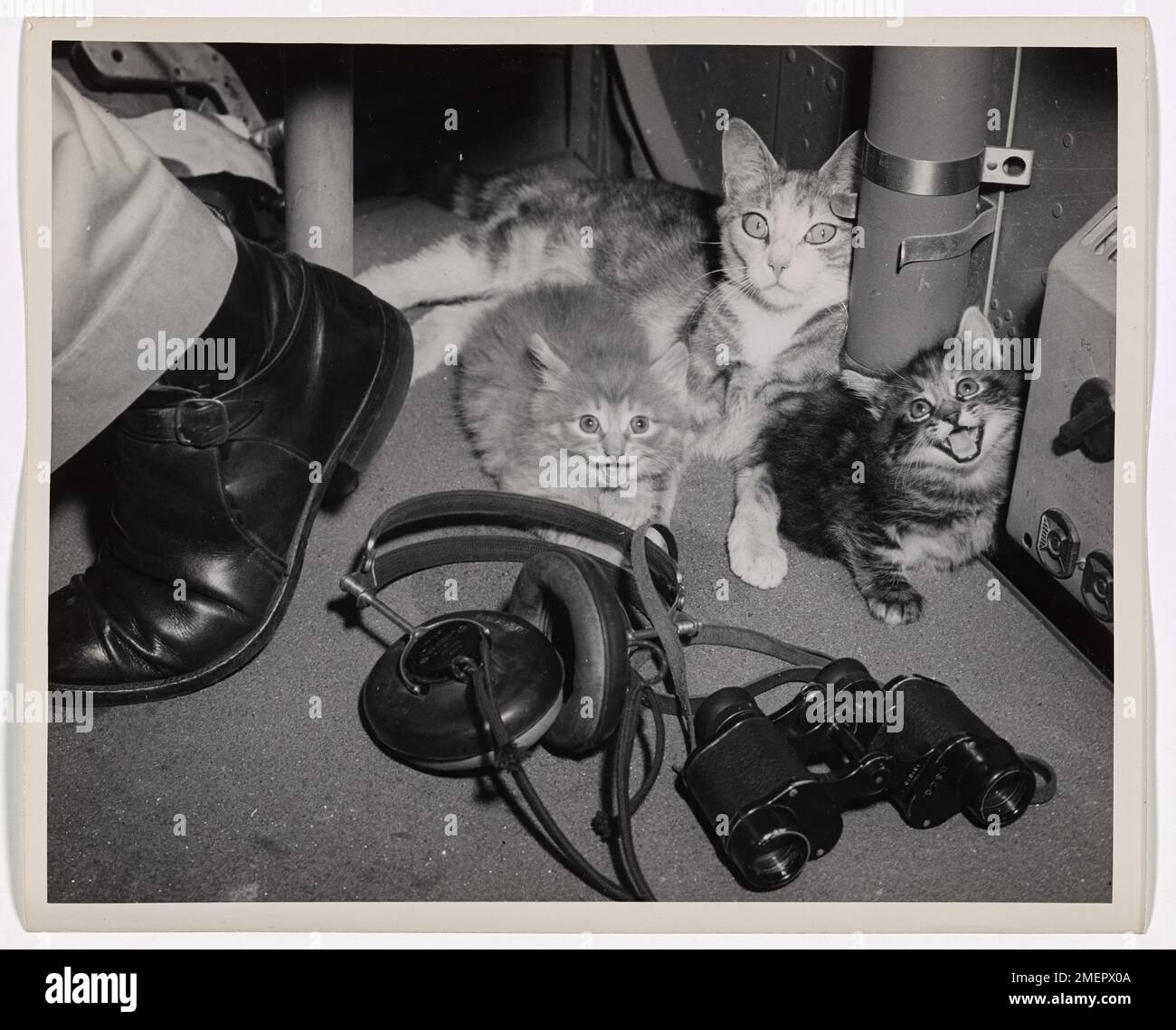 Cats Aboard Coast Guard Vessel. This image depicts a cat, Salty, and ...