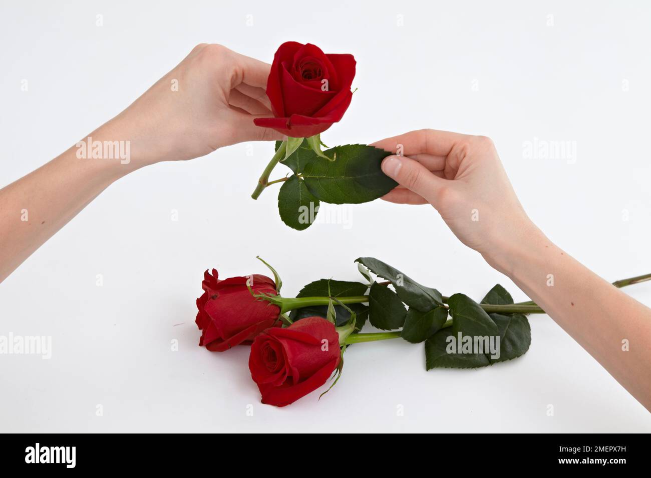 Choosing perfectly formed red roses and leaves for pressing, close-up ...