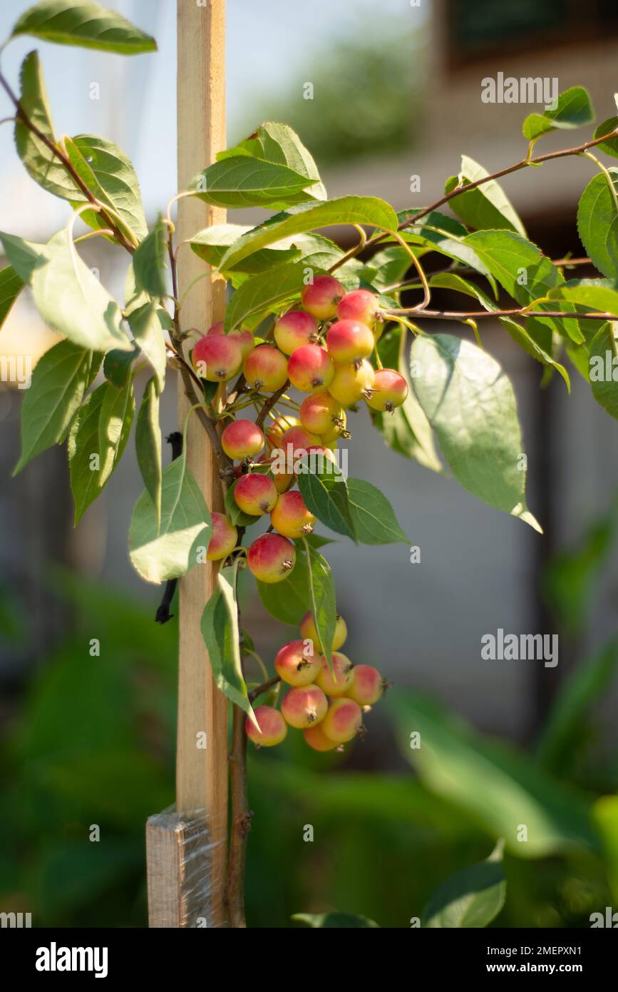 Apple orchard. Young bunches of apples hang down. Young apple trees on ...