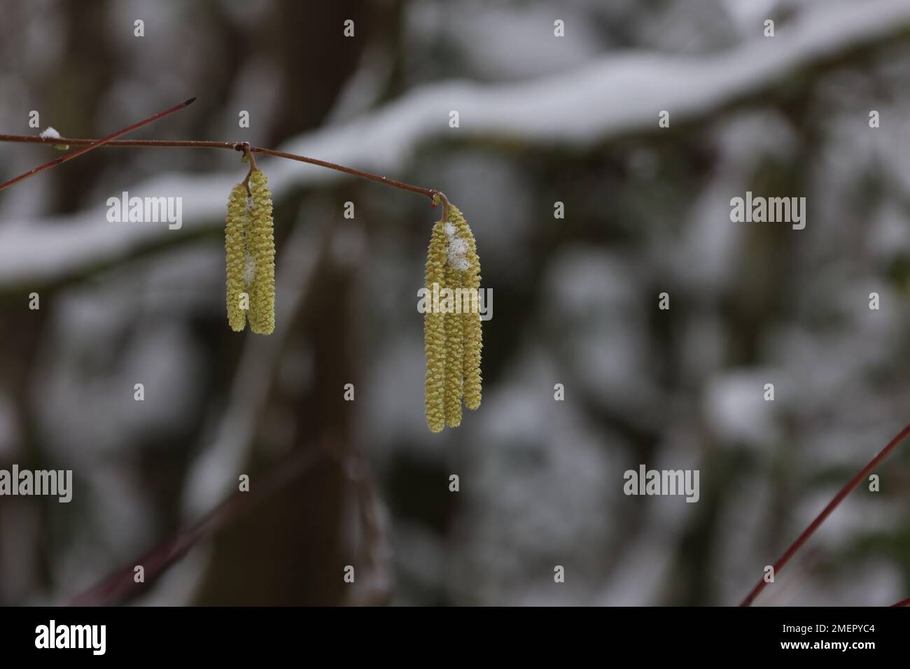 Earrings on hazel branches in spring Stock Photo - Alamy