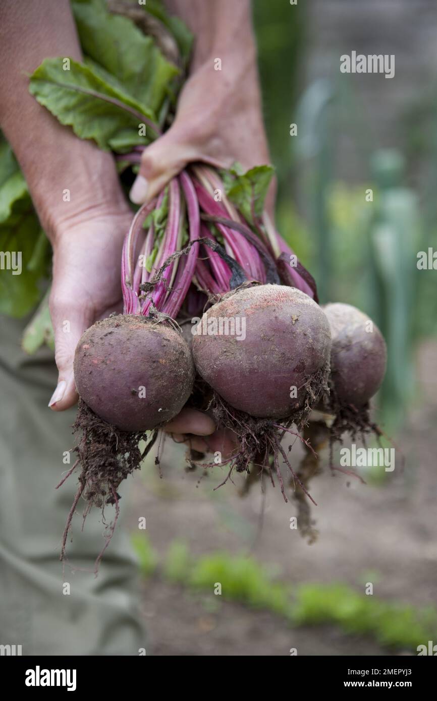 Calabrese, Fiesta, Brassica oleracea, Italica Group, broccoli ...