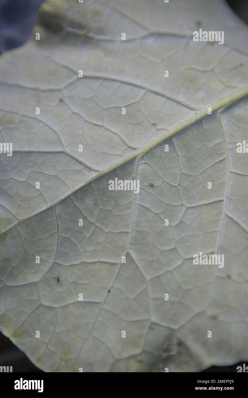 Aphids broccoli hi-res stock photography and images - Alamy