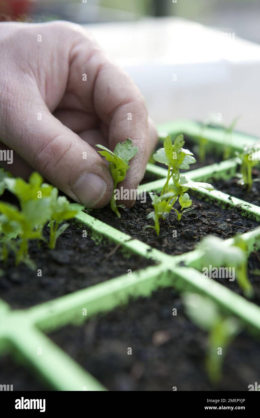 Celeriac, Apium graveolens var. rapaceum, Monarch,thinning out ...