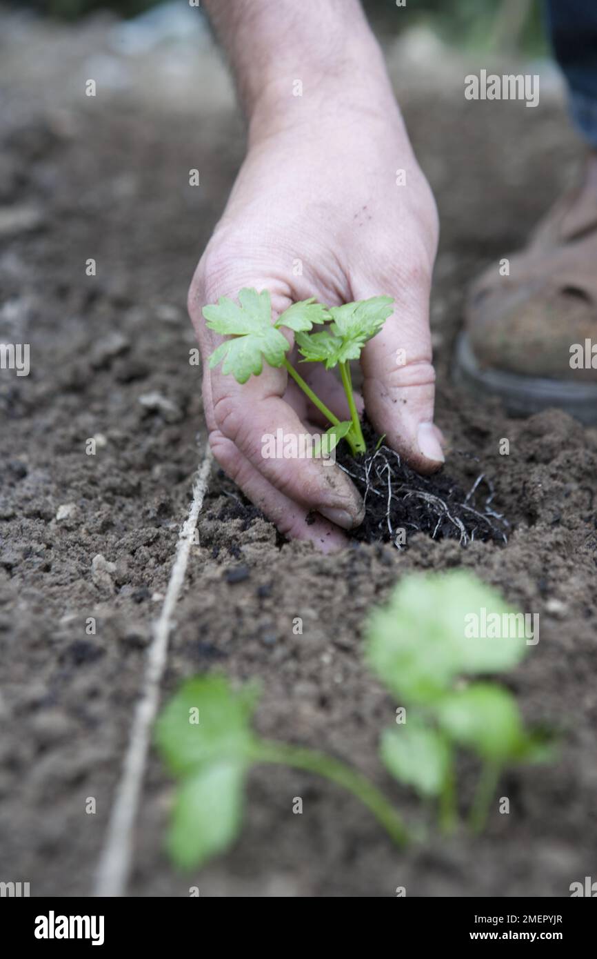 Celeriac, Apium graveolens var. rapaceum, stem crop, planting out ...