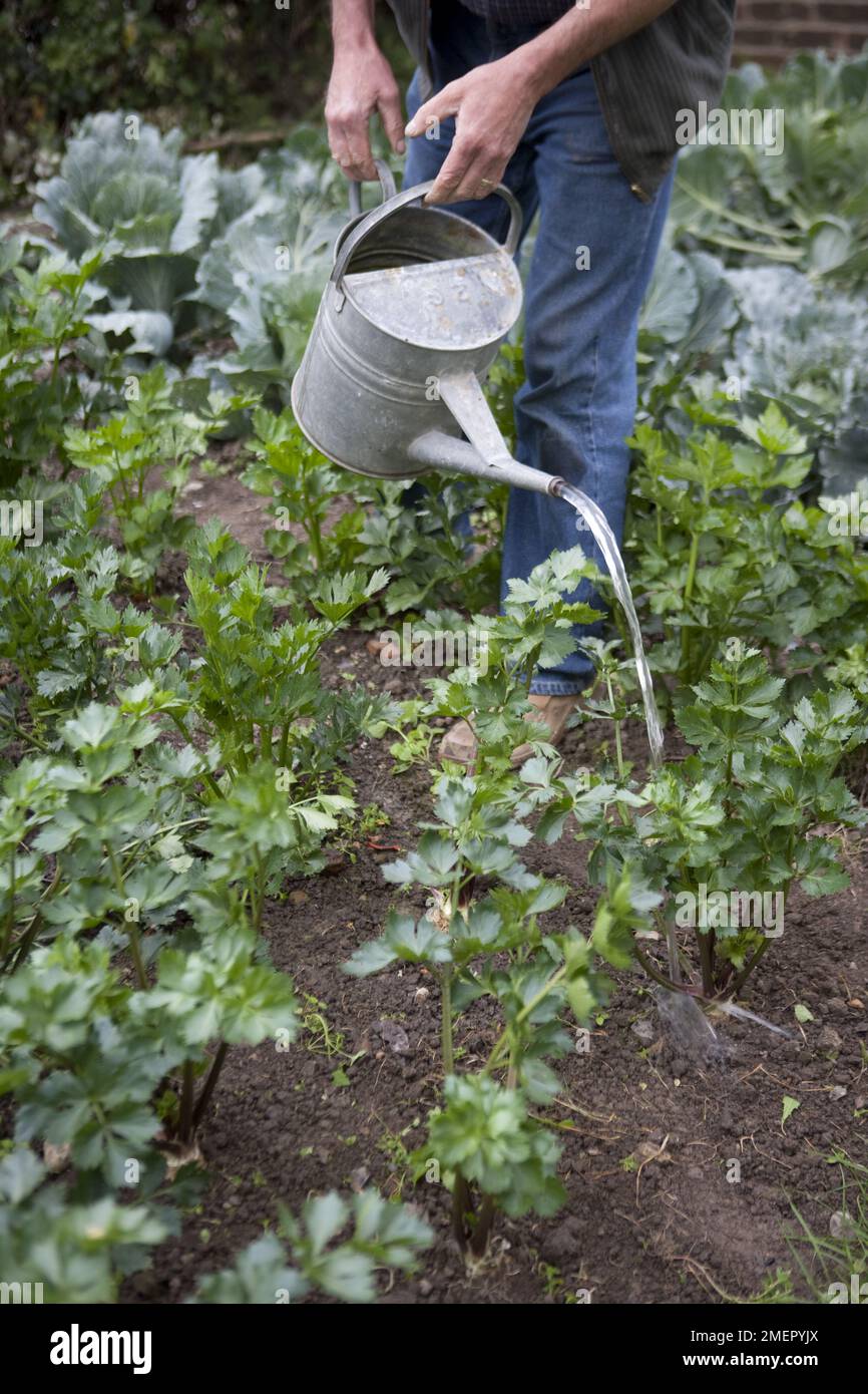 Celeriac, Apium graveolens var. rapaceum, stem crop, watering crop ...