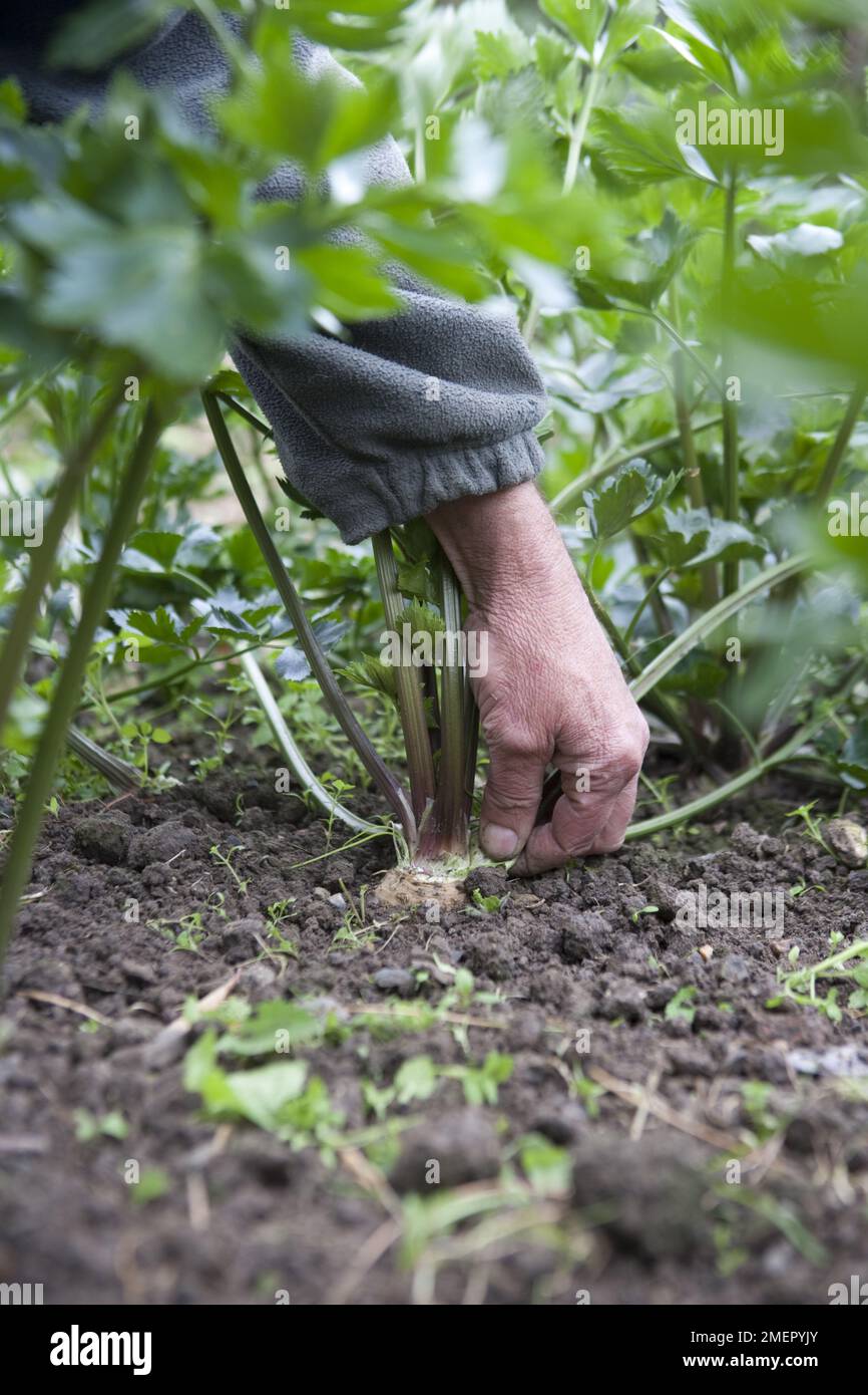Celeriac, Apium graveolens var. rapaceum, Monarch, stem crop, removing ...