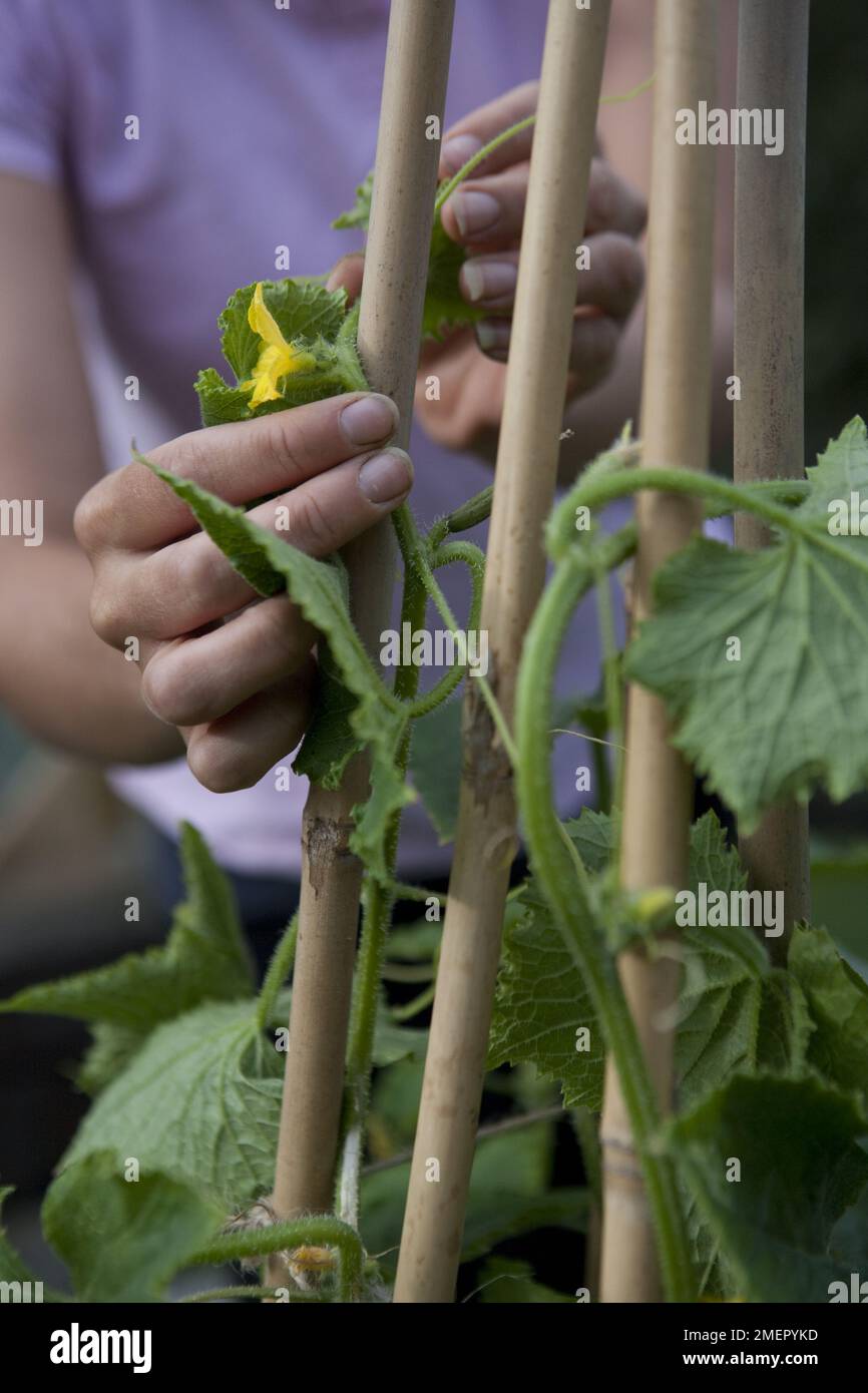 Cucumber, Cucumis sativus, Tiffany, cucurbit, winding tendrils of ...