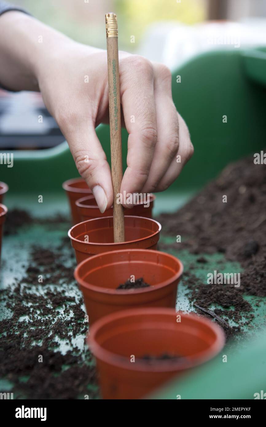 Kale, Brassica oleracea, Starbor, leaf crop, brassica, sowing seeds ...