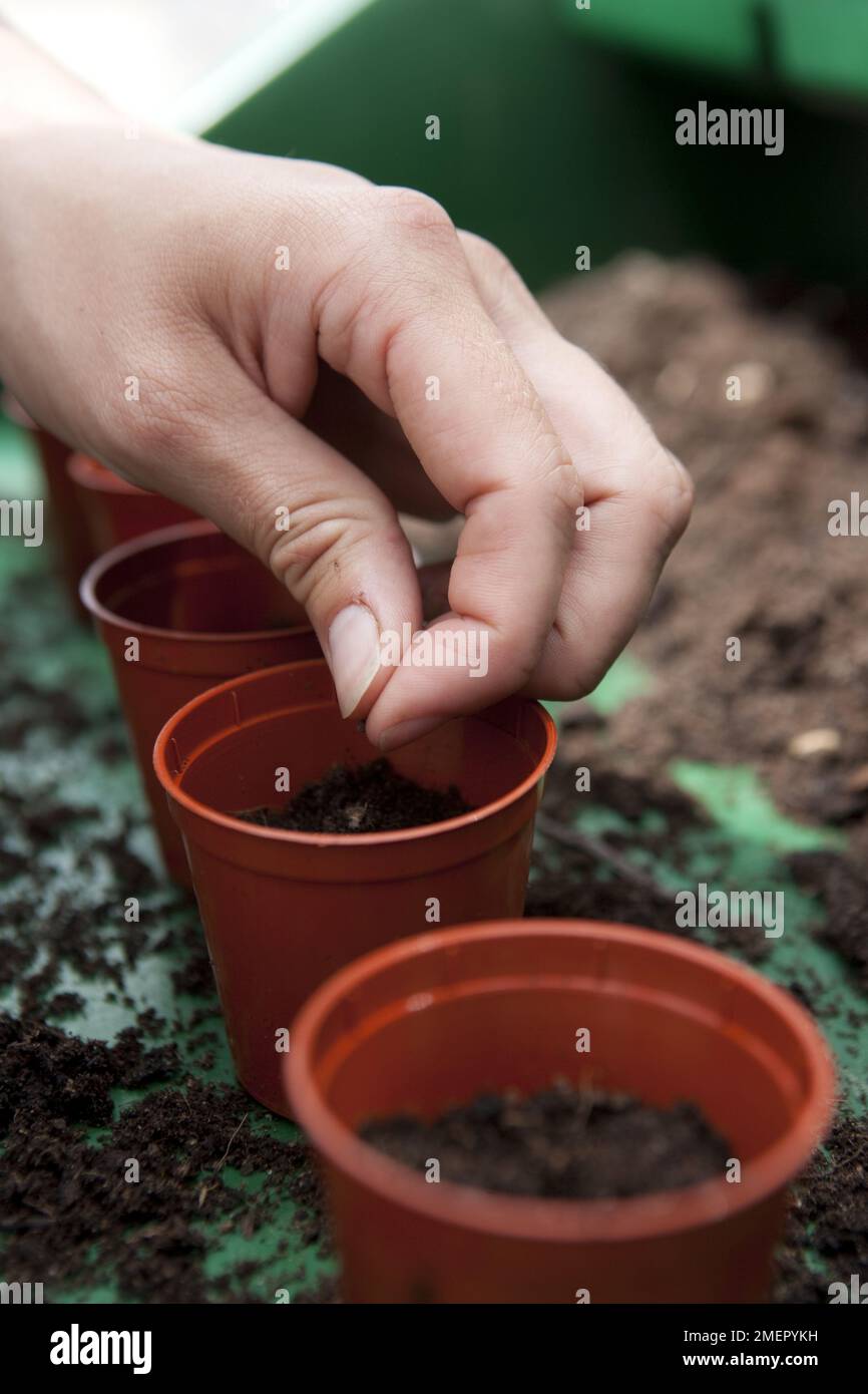 Kale, Brassica oleracea, Starbor, leaf crop, sowing seeds into small ...