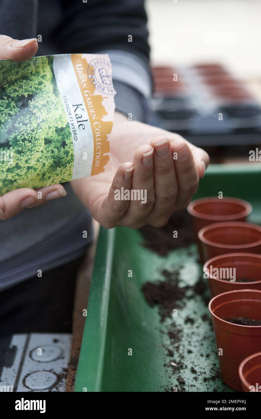 Kale, Brassica oleracea, Starbor, leaf crop, emptying packet of seeds ...