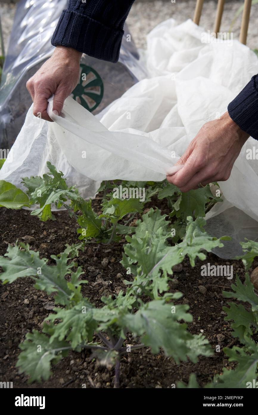 Kale, Brassica oleracea, Starbor, leaf crop, covering young plants ...