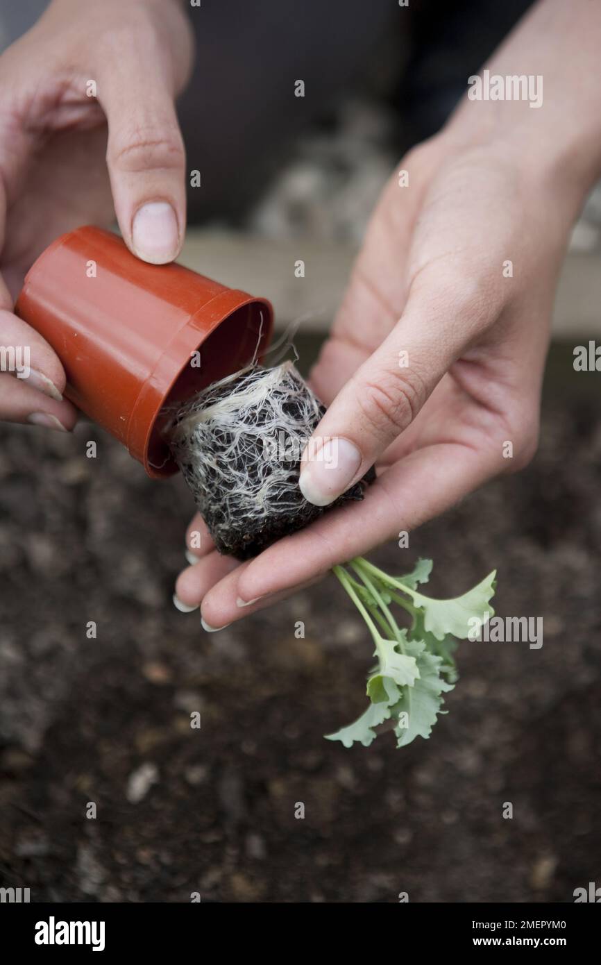 Kale, Brassica oleracea, Starbor, leaf crop, removing seedling from ...