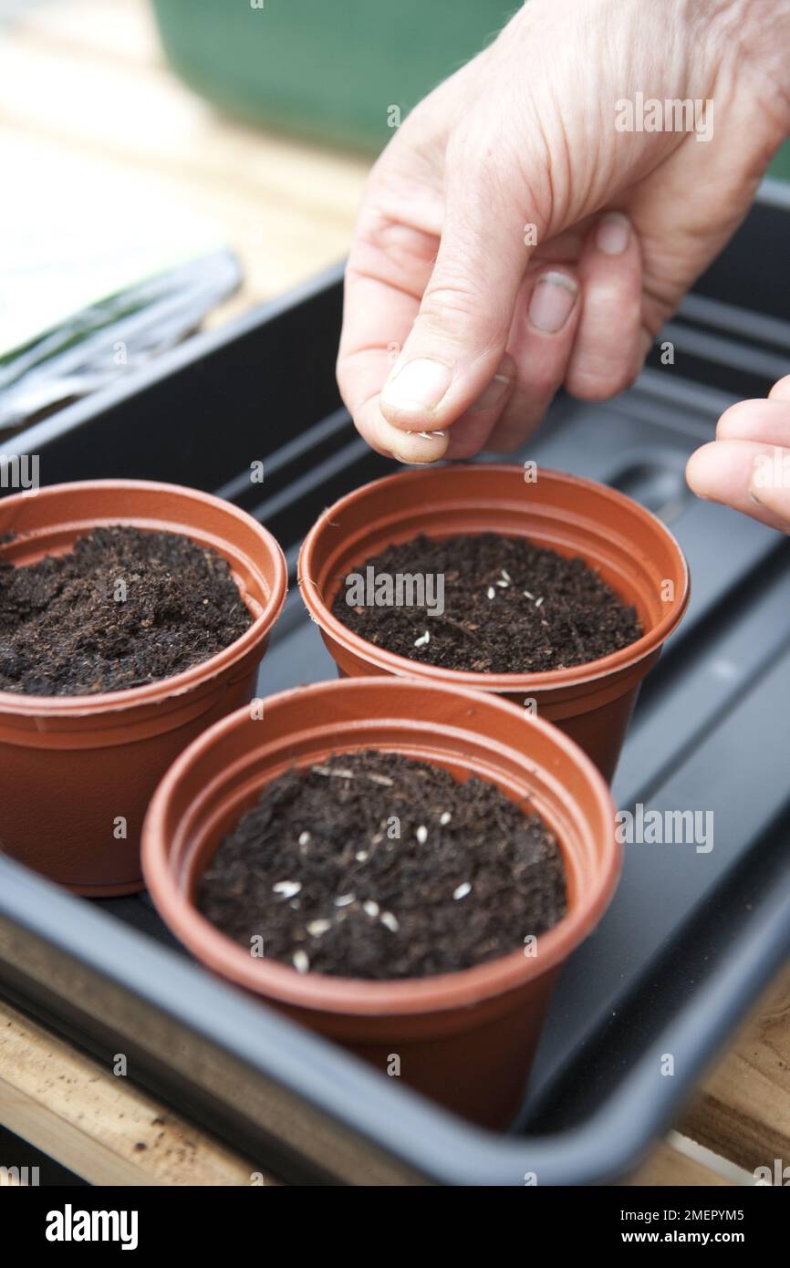 Lettuce, Lactuca sativa, Lollo Rossa, salad crop, sowing seeds in small ...
