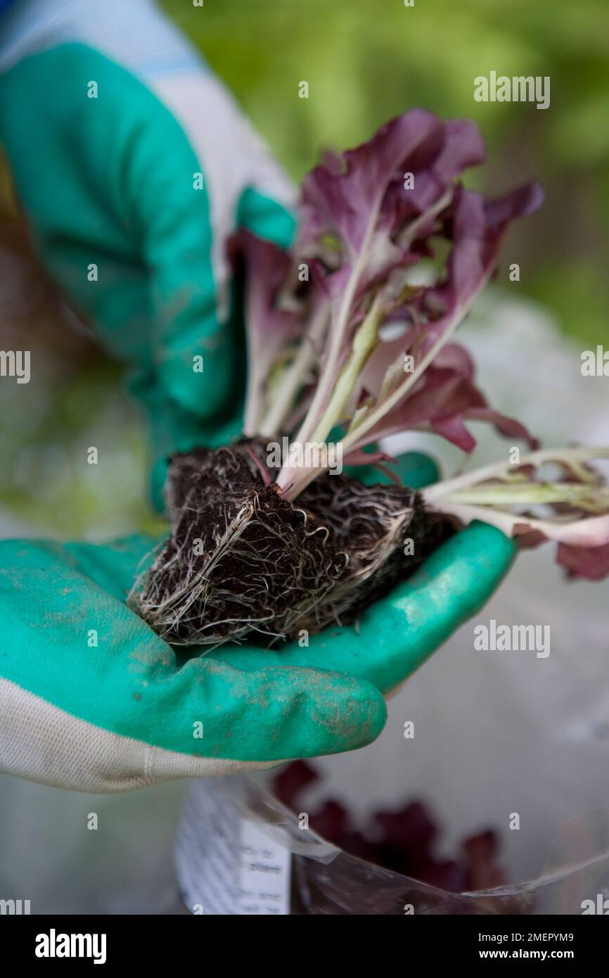 Lettuce, Lactuca sativa, Lollo Rossa, salad crop, holding a seedling ...