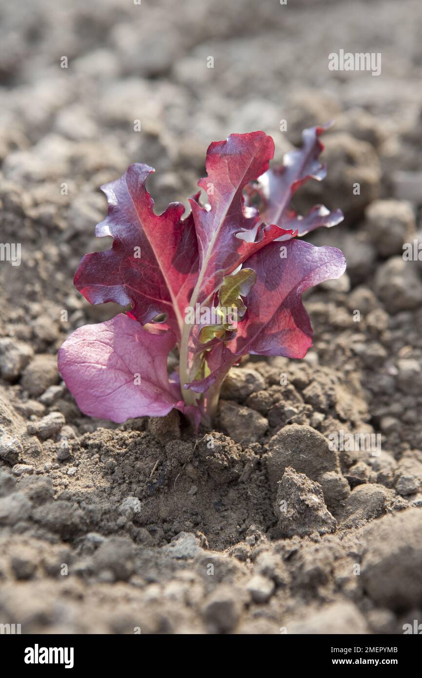 Lettuce, Lactuca sativa, Lollo Rossa, salad crop, seedling growing in ...