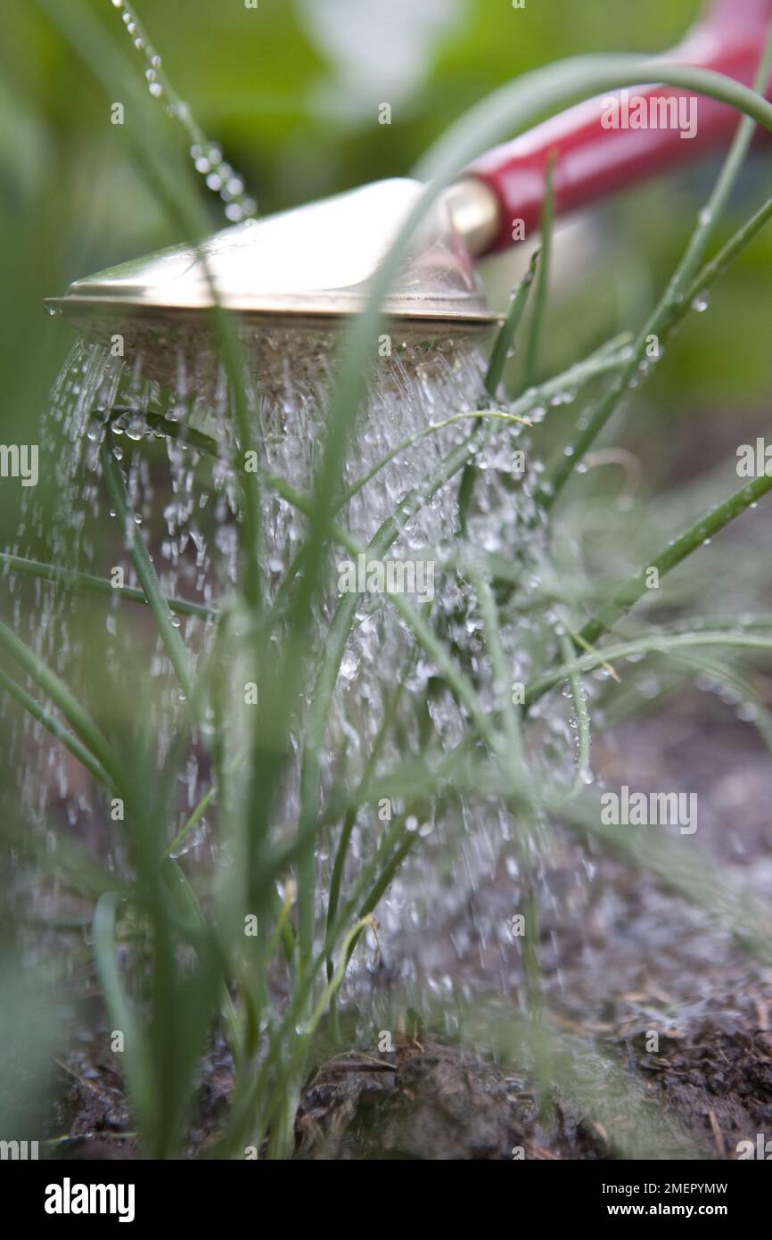 Spring onion, White Lisbon, salad onions, allium crop, watering ...