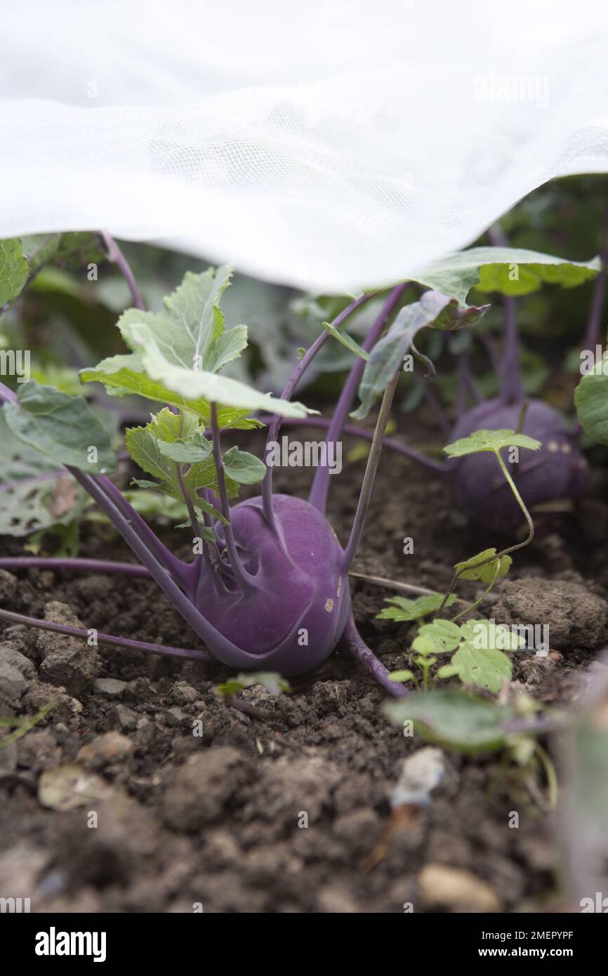 Kohl rabi, Kolibri, stem crop, brassica, vegetable plants, crop ready ...