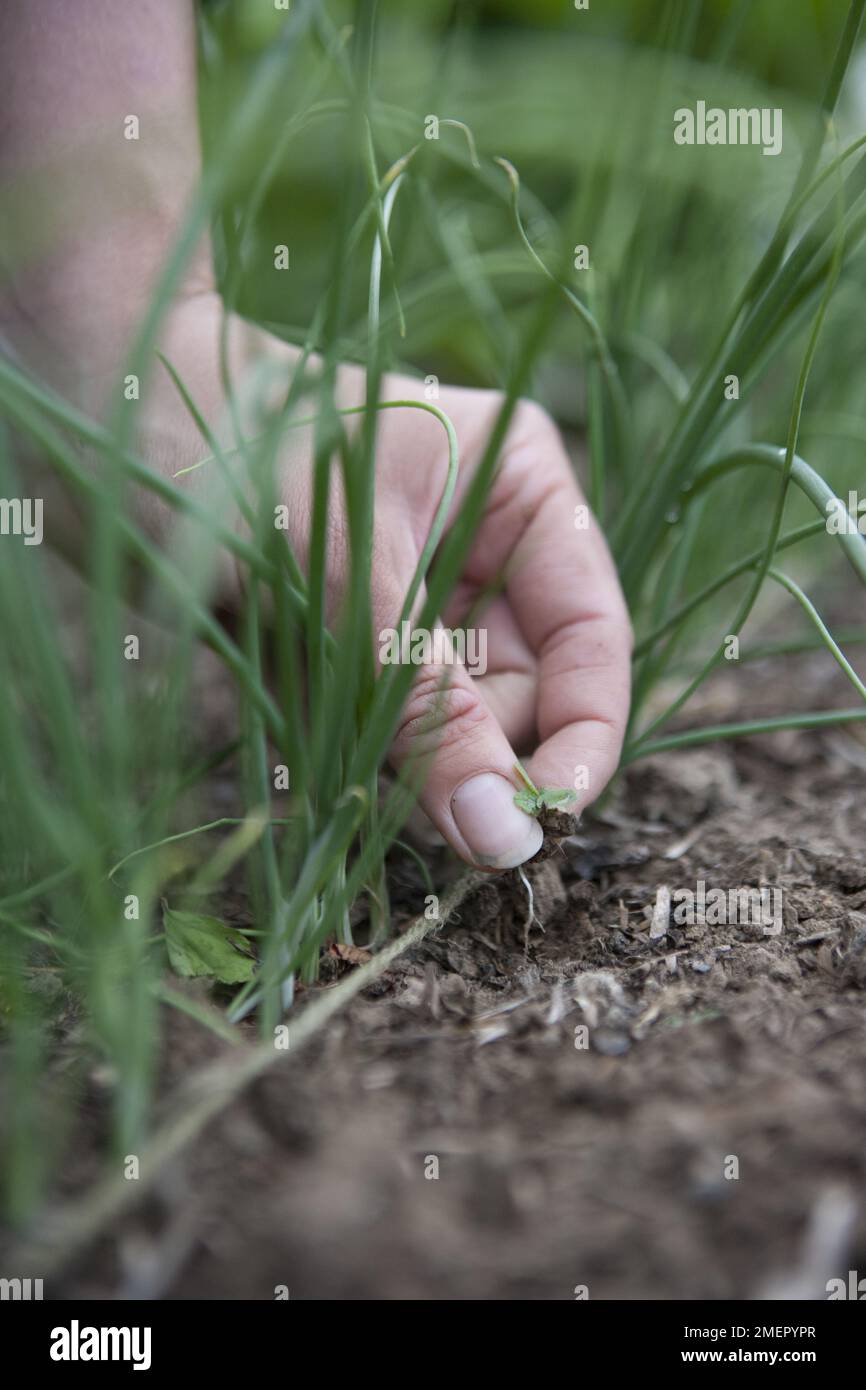 Spring onion, White Lisbon, salad onions, allium crop, hand weeding ...