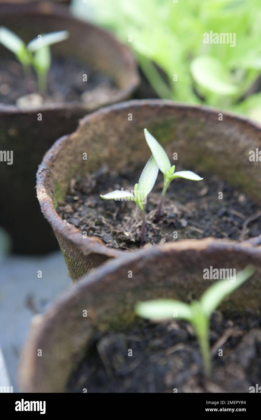 Chilli pepper, Heatwave, capsicum, fruiting crop, seedlings growing in ...