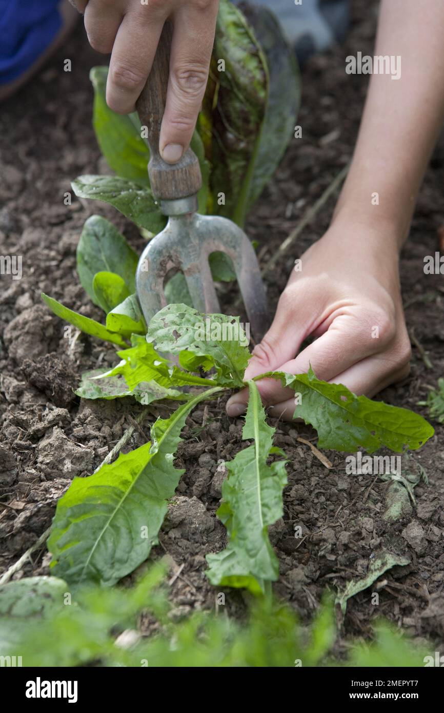 Radicchio 'Treviso Precoce Mesola', leaf crop, salad crop, weeding out ...