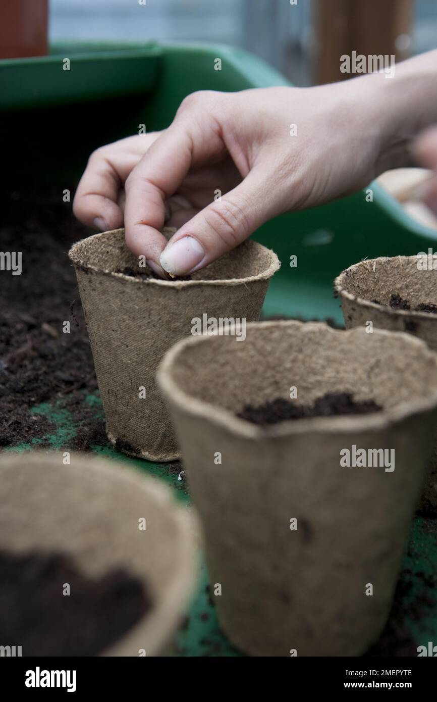 Chilli pepper, Heatwave, capsicum, fruiting crop, sowing seeds in ...