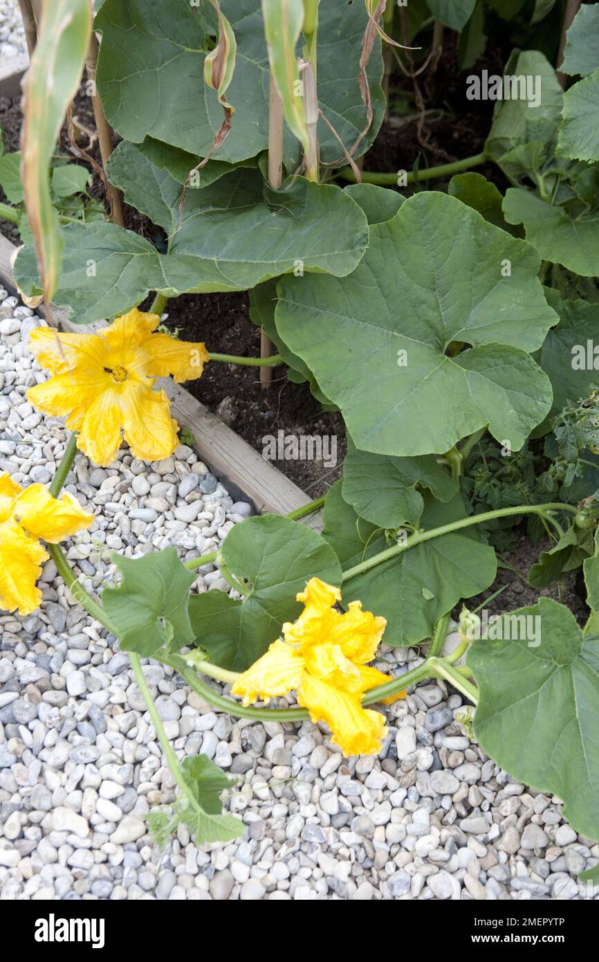 Summer squash, Cucurbita pepo, Patty Pans, cucurbit, flowering mature ...