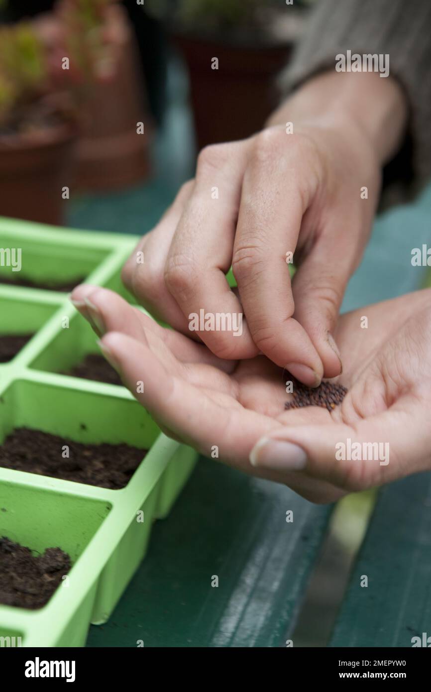 Turnip, Brassica rapa, Atlantic, root crop, sowing seeds into modular ...