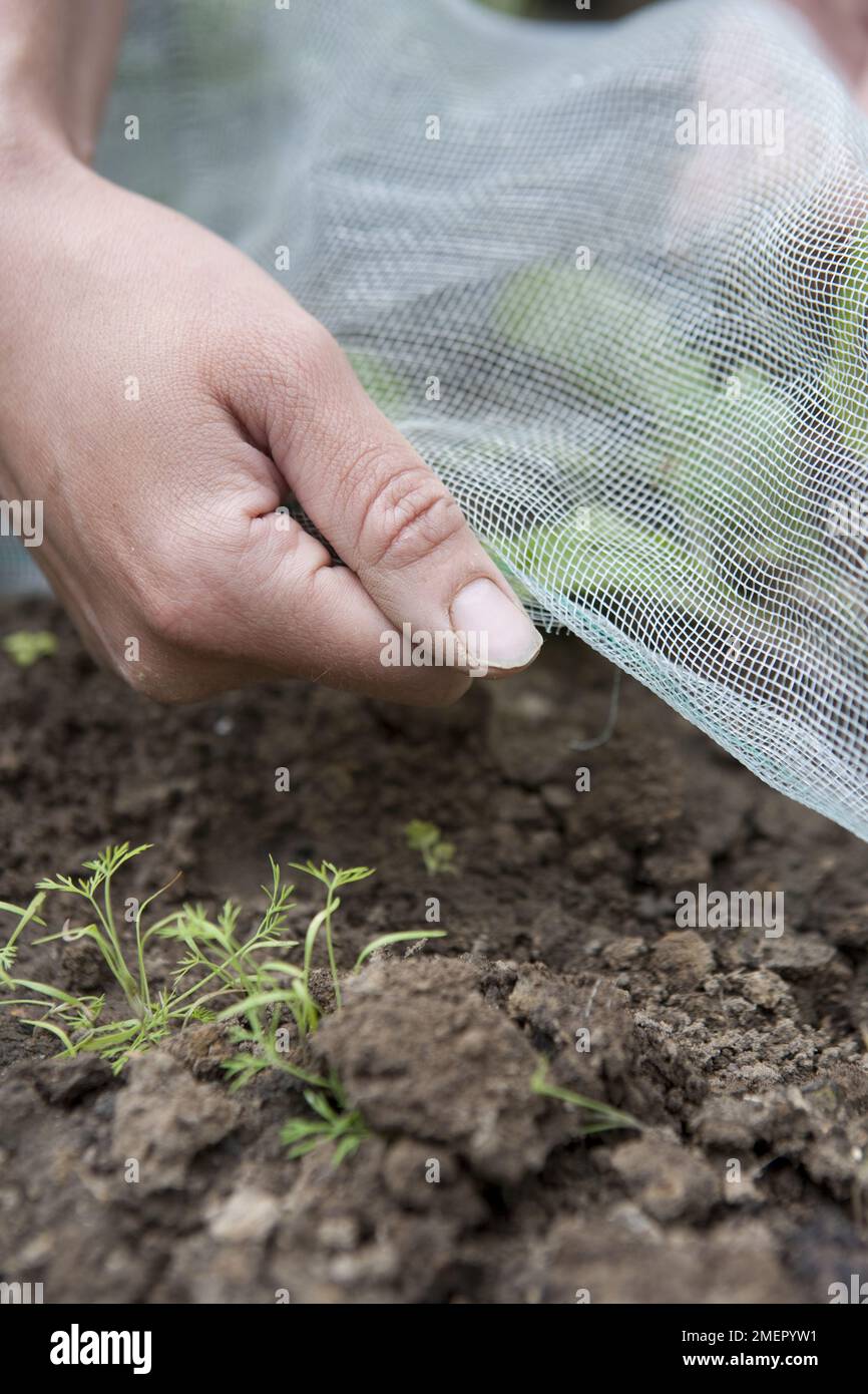 Turnip, Brassica rapa, Atlantic, seedlings growing under fine insect ...