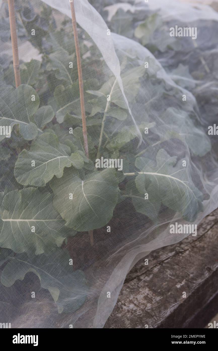 Netting brassica hi-res stock photography and images - Alamy